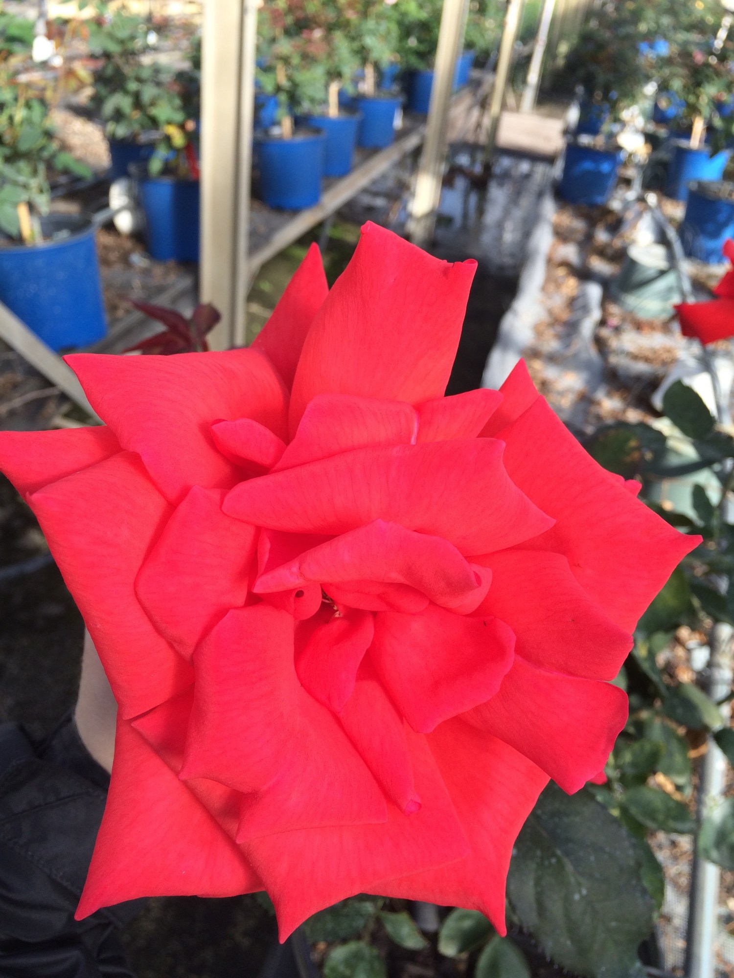 DollyPartonBloom – Nelson's Florida Roses