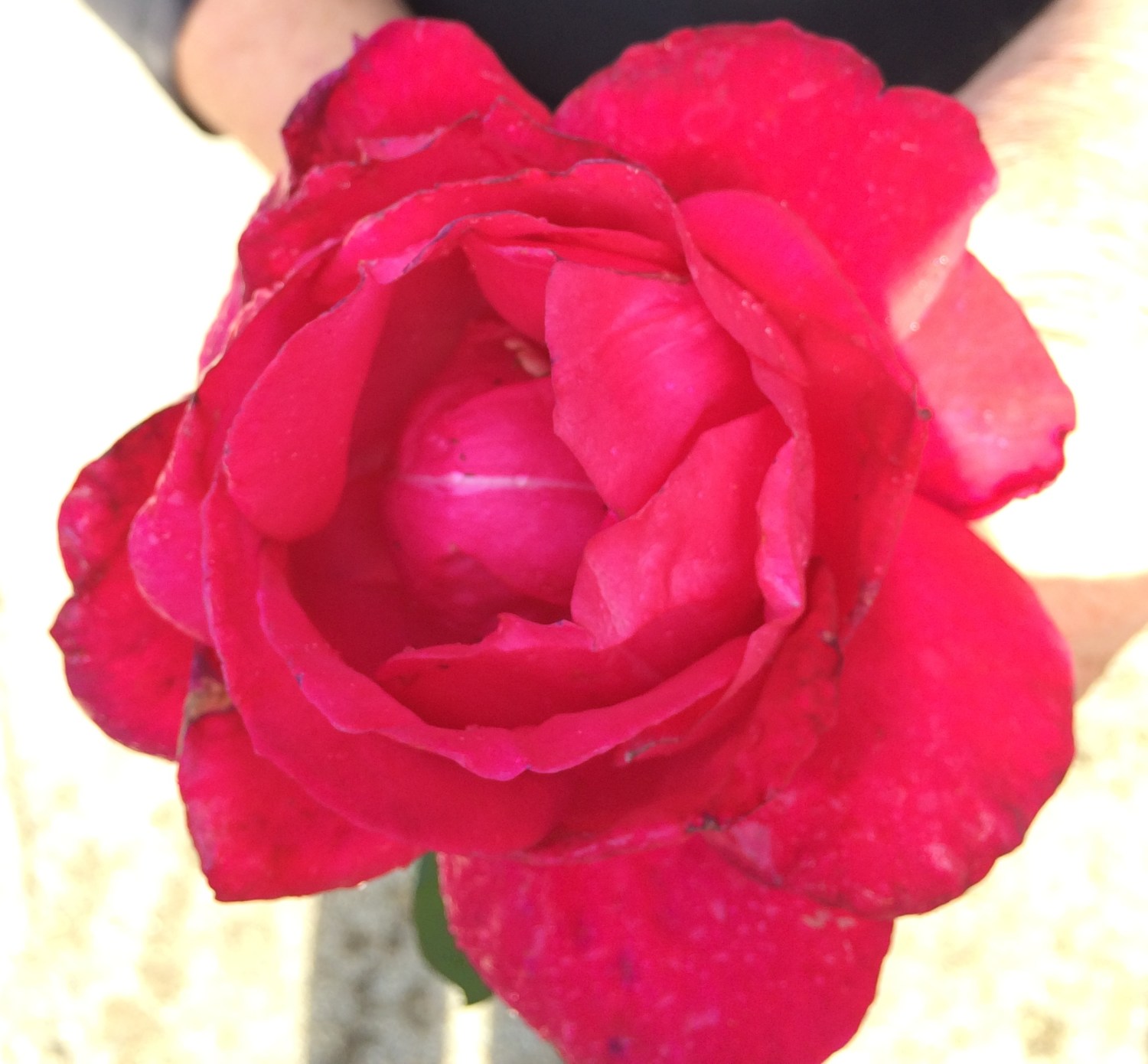 GrandeDame – Nelson's Florida Roses