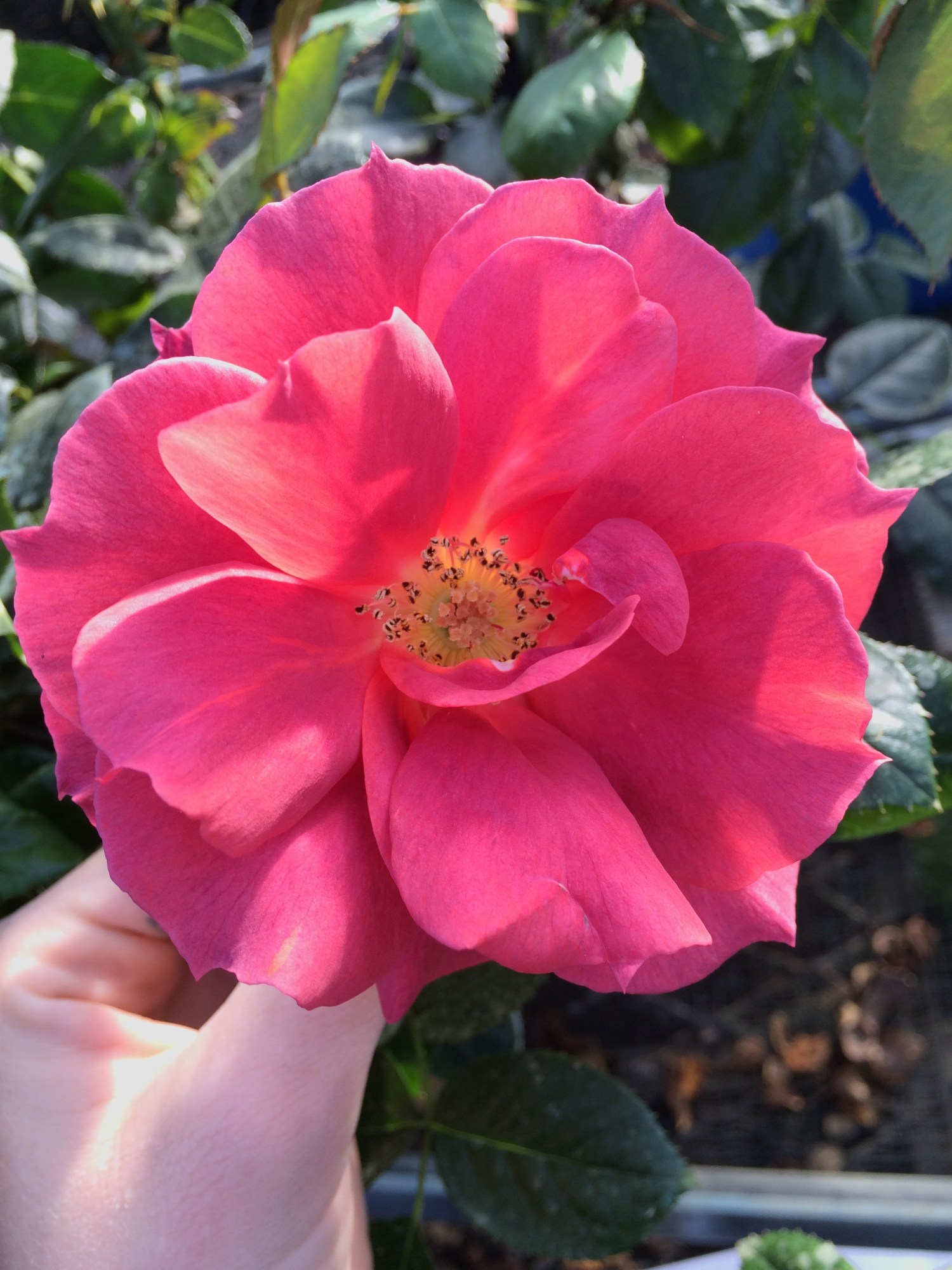 HotCocoaBloom – Nelson's Florida Roses