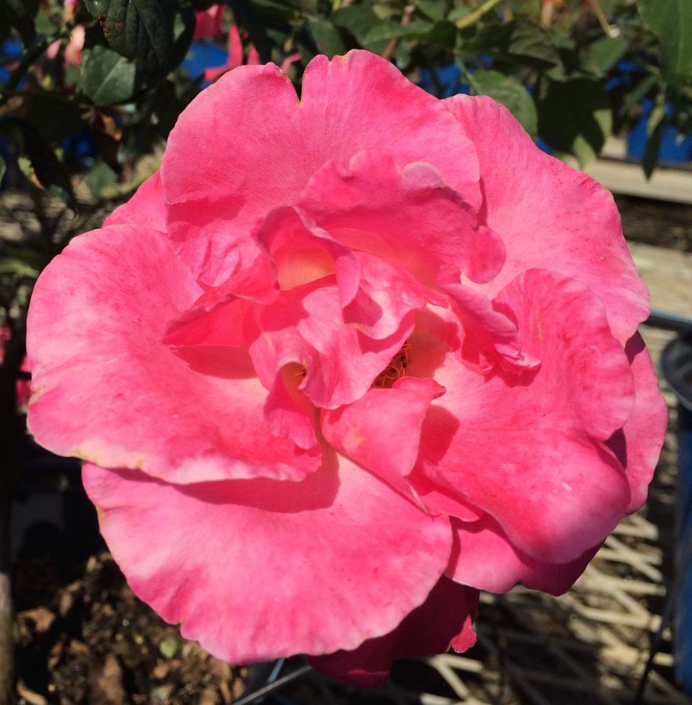 Nightingale – Nelson's Florida Roses