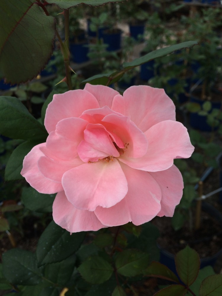 QueenElizabeth – Nelson's Florida Roses