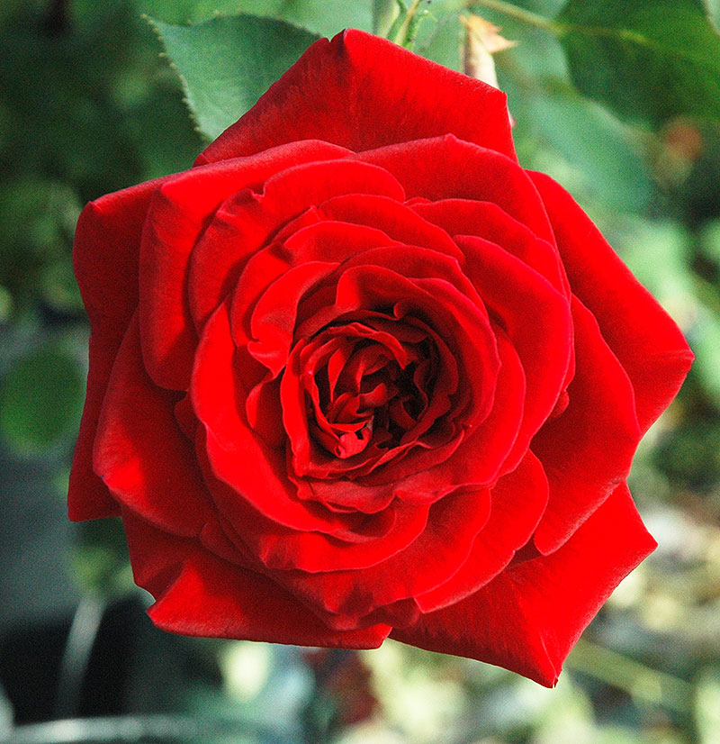 Nelson's Florida Roses – Always grafted on Fortuniana Rootstock!