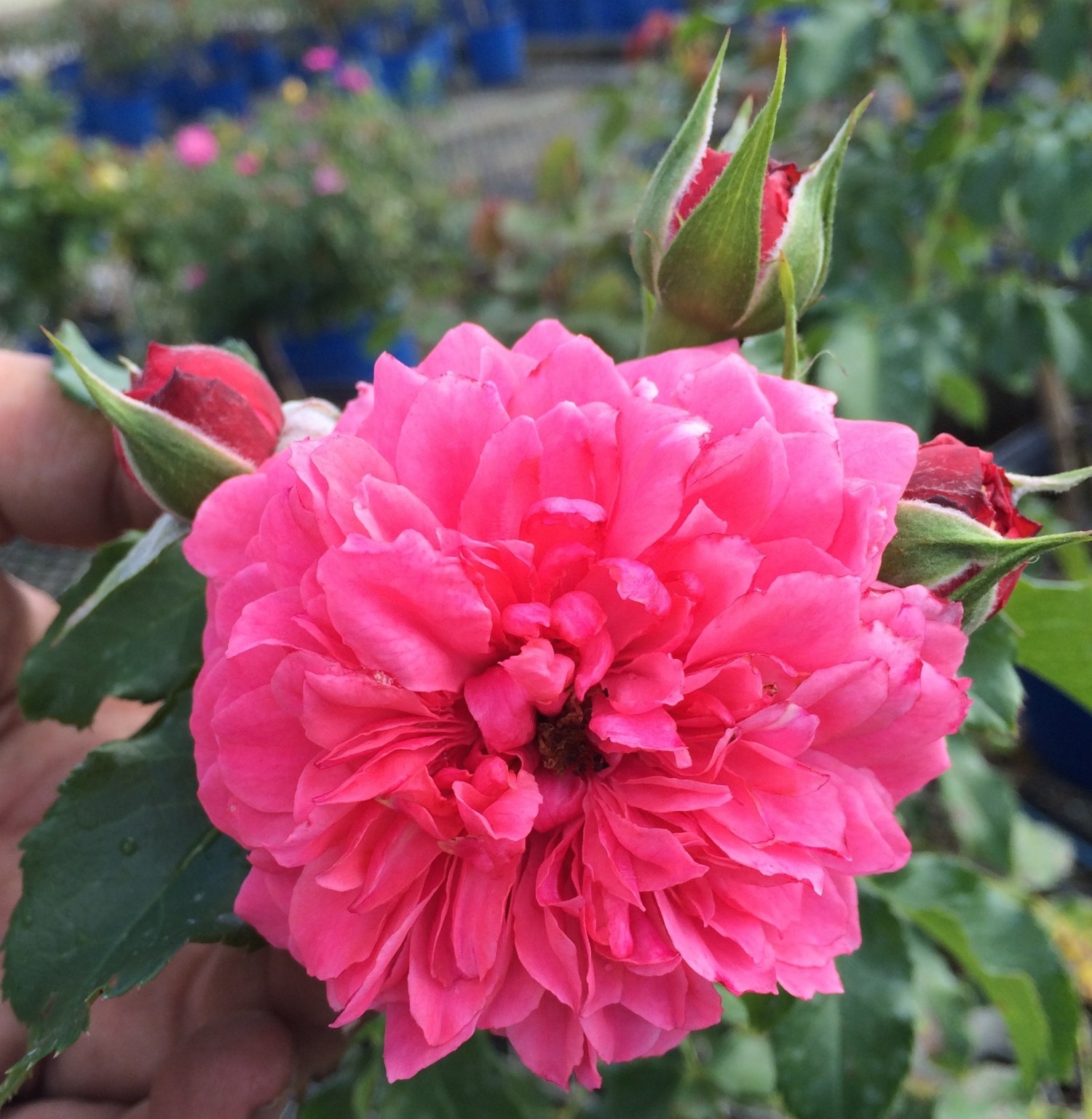 SeminoleWind – Nelson's Florida Roses