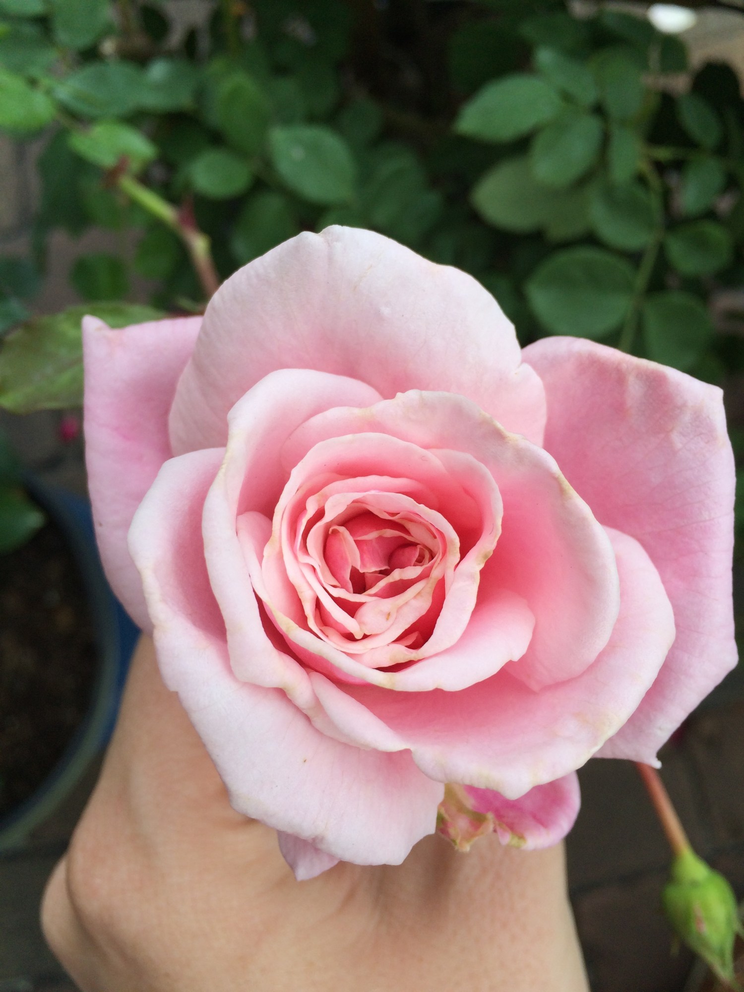 BlossomtimeBloom – Nelson's Florida Roses
