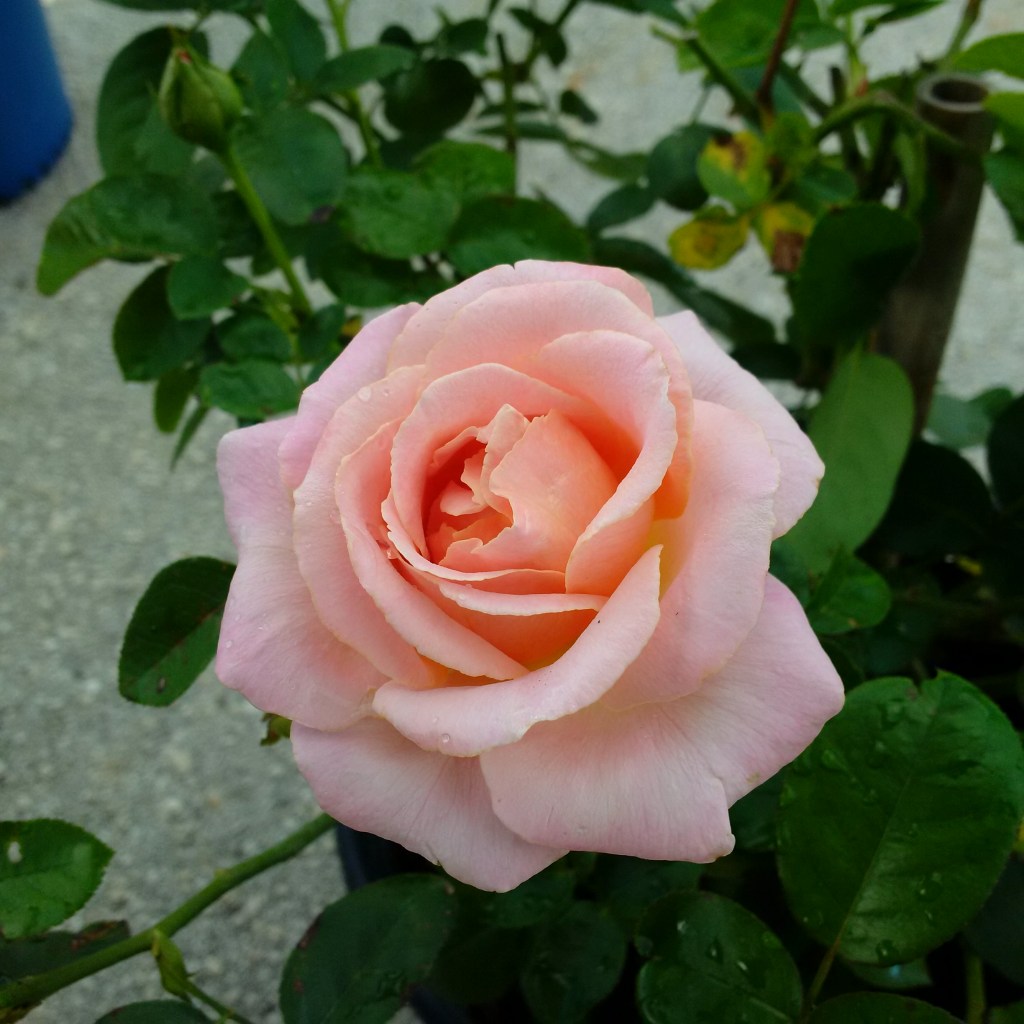 ElleBloom – Nelson's Florida Roses