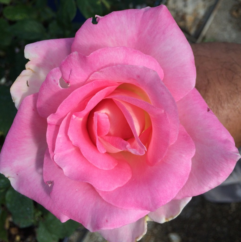 FallingInLove – Nelson's Florida Roses