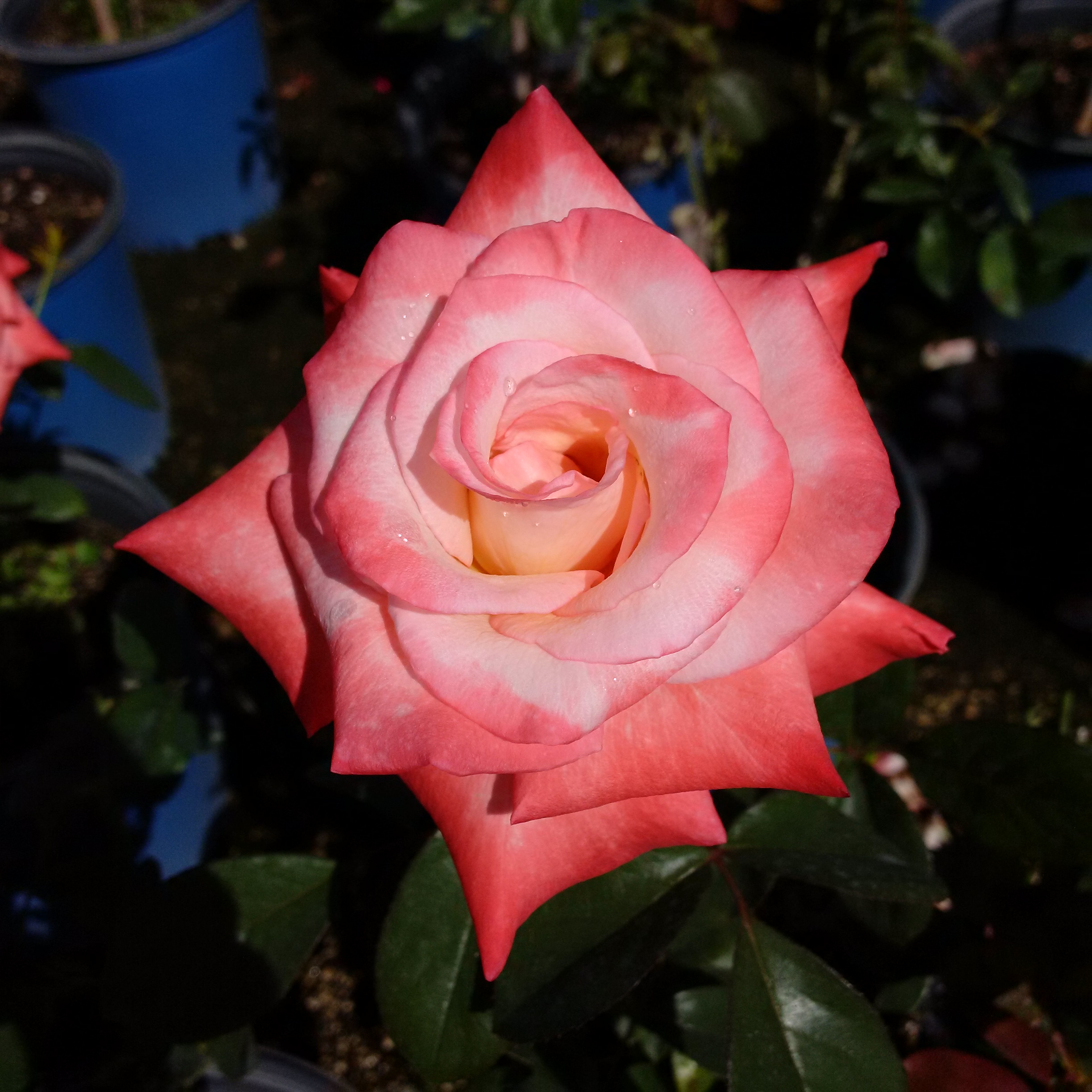 Gemini002 – Nelson's Florida Roses