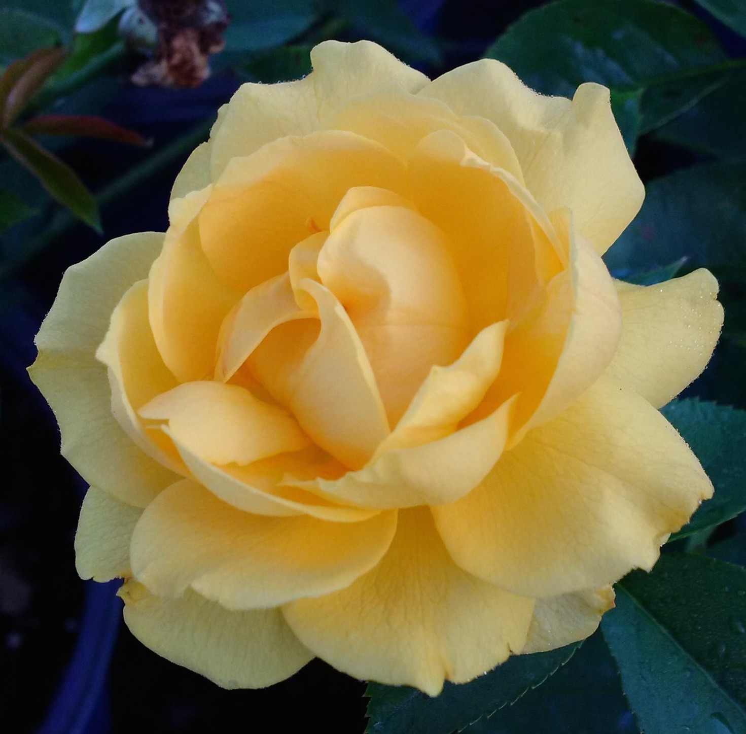 JuliaChildBloom – Nelson's Florida Roses