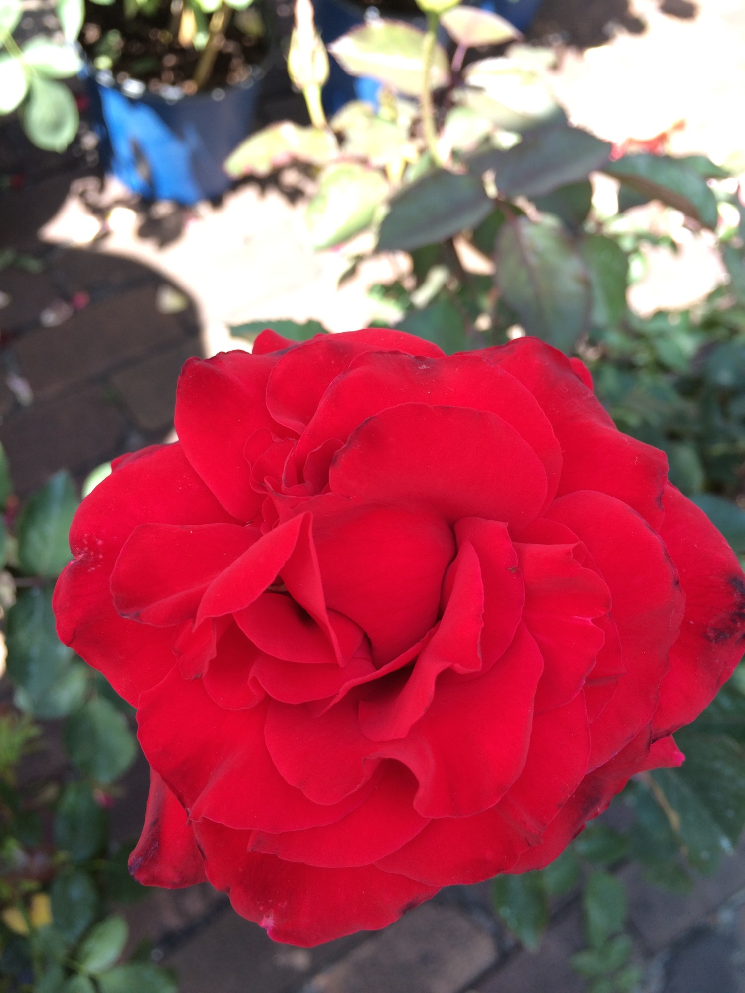 LetFreedomRingBloom – Nelson's Florida Roses