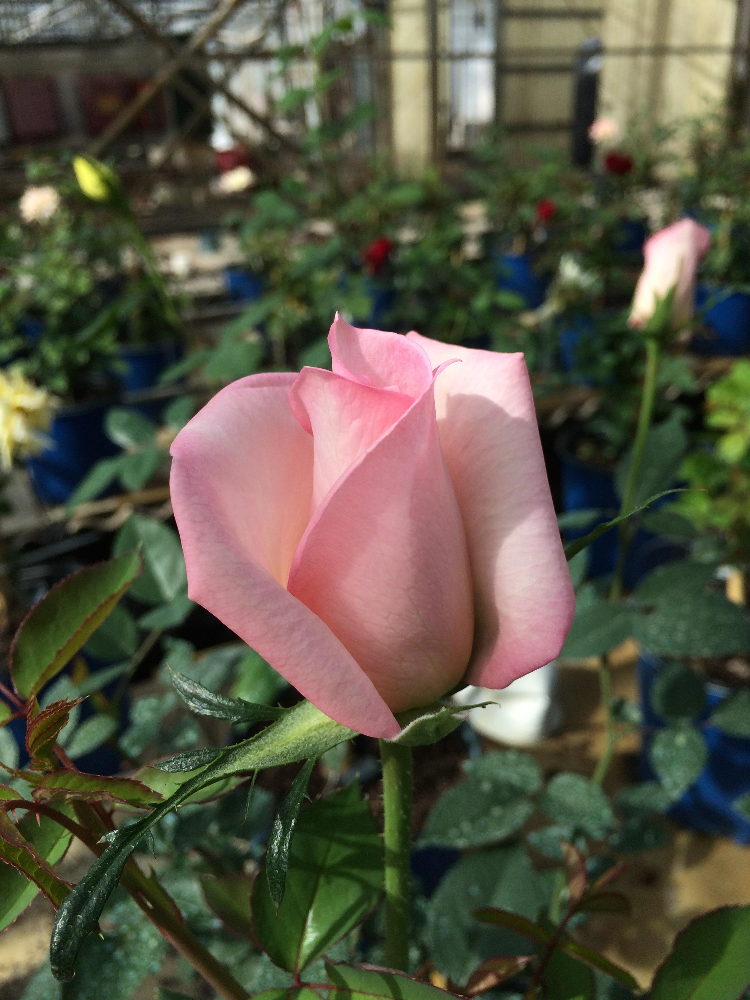 Nelson's Florida Roses – Always grafted on Fortuniana Rootstock!