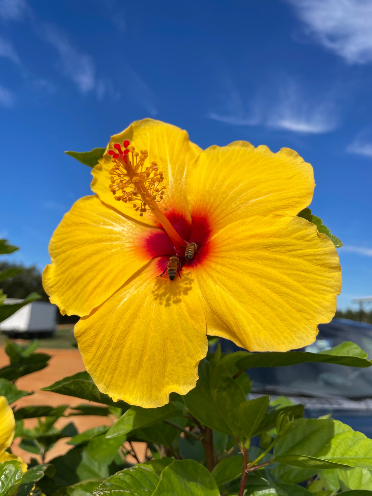 Nelson's Florida Roses – Always grafted on Fortuniana Rootstock!