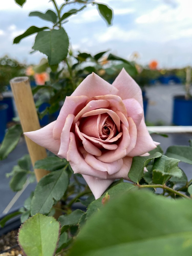 Nelson's Florida Roses – Always grafted on Fortuniana Rootstock!