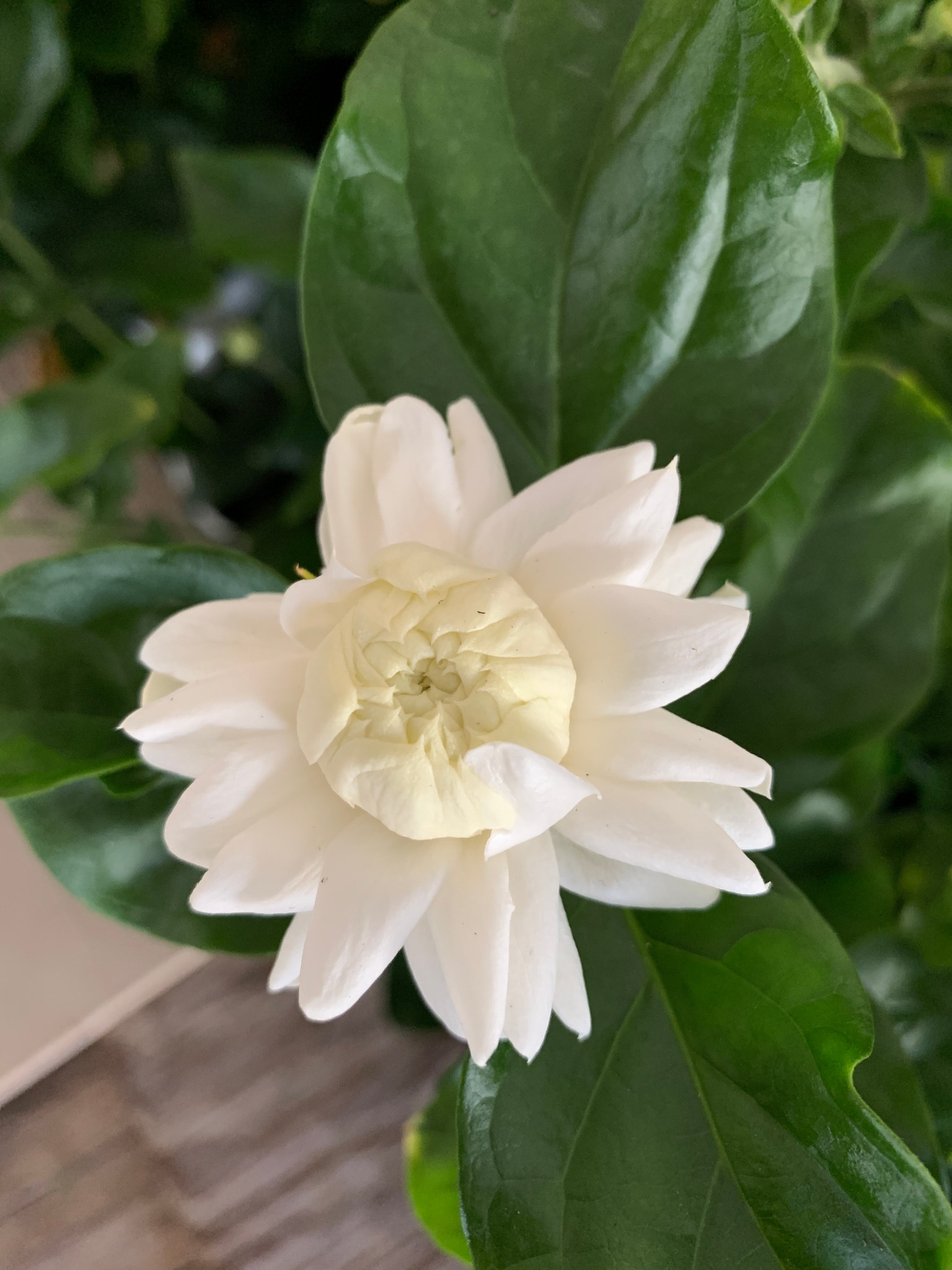 Nelson's Florida Roses – Always grafted on Fortuniana Rootstock!