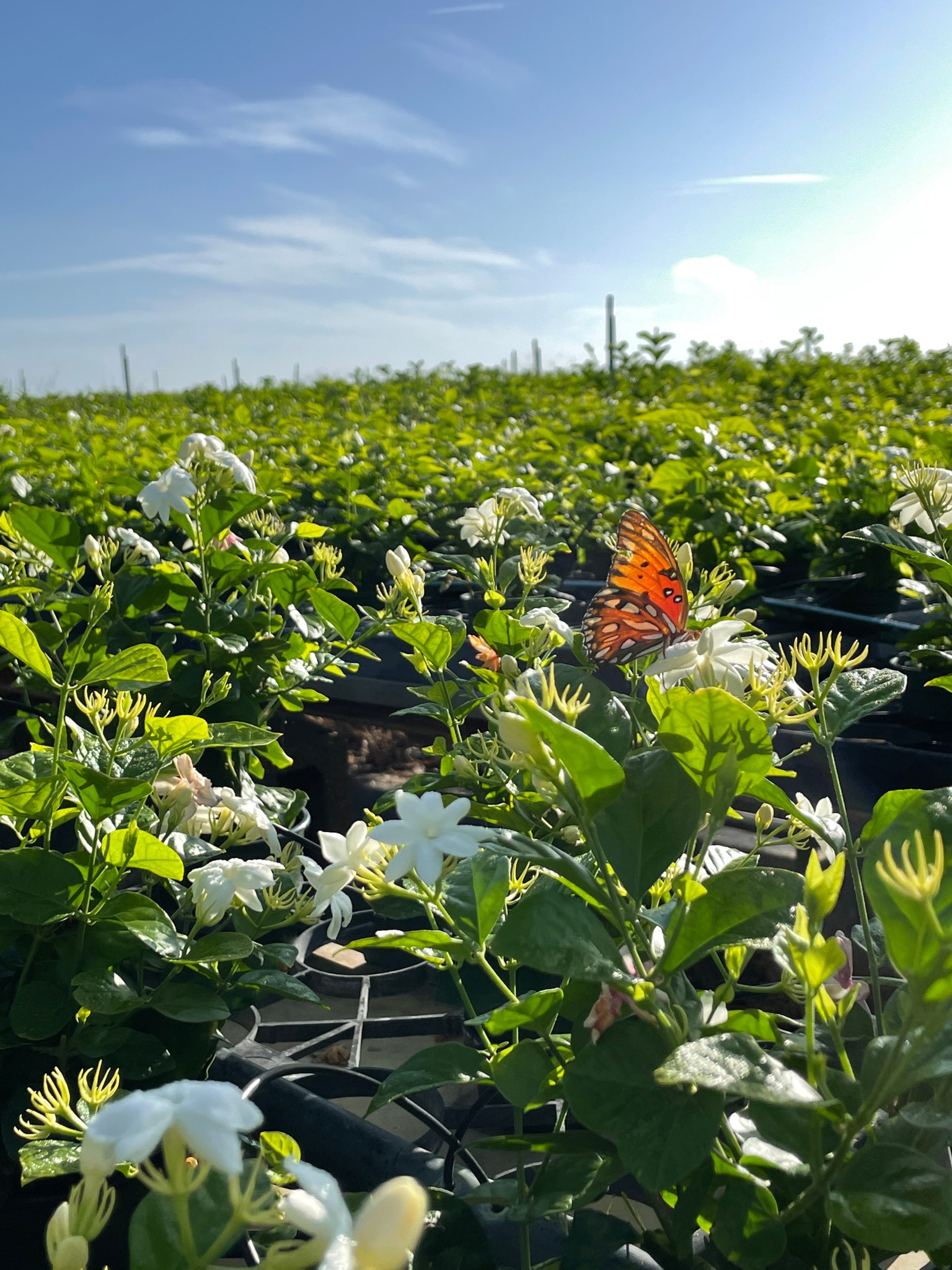 Nelson's Florida Roses – Always grafted on Fortuniana Rootstock!